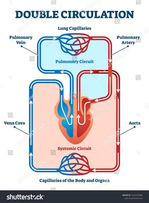 506 Double Circulation Images Stock Photos Vectors Shutterstock