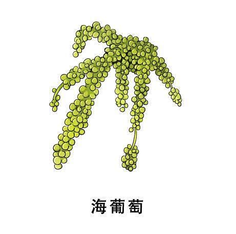 海葡萄手绘 百度图片搜索