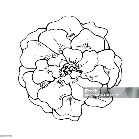 흰색 배경에 메리 골드 꽃 머리 벡터 고립 그림 10 월 출생 달 꽃 라인 아트 검정 잉크 스케치 벽지 가을 꽃 피는 요소 에칭 그림 색칠 공부 책 아이콘 0명에 대한 스톡