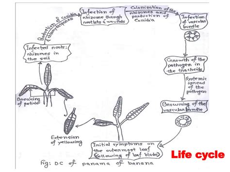 Banana Disease Lec 1 Ppt Plant Pathology Ppt