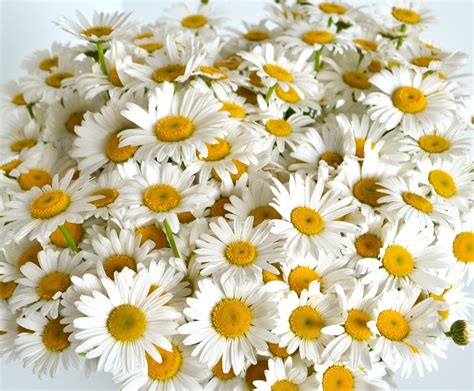 Ромашки картинки с днем рождения красивые 64 фото