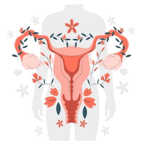 Premium Vector Female Reproductive System Cartoon Artofit