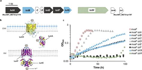 Characterization Of The Lut Cluster A Genomic Map Of The Lut Genes