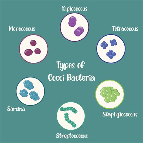 Types Of Cocci Bacteria 6645989 Vector Art At Vecteezy