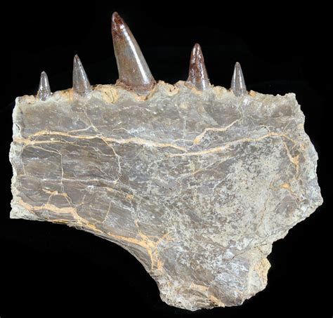 Xiphactinus Teeth