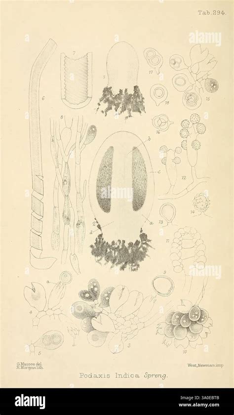 Journal Of Botany British And Foreign London Robert Hardwicke 1863 1942 Botany Great
