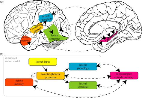 Echoic Memory And How It Works Betterhelp