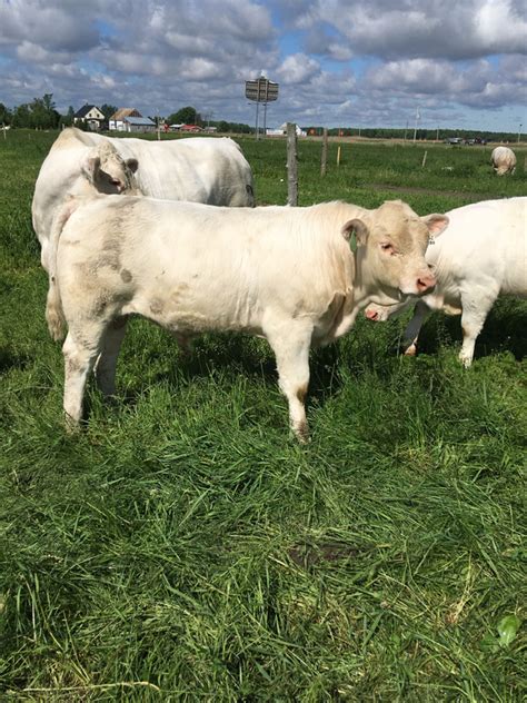 509 D02 B4 211 F 4 E28 Bac2 D374 E44 A3413 — Postimages