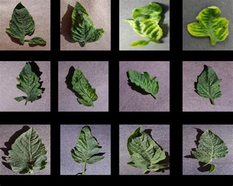 J Tomato Septoria Leaf Spot K Tomato Spider Mites Two Spotted Spider Download Scientific