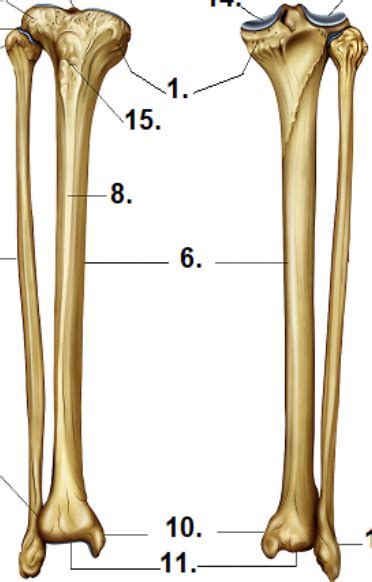 Bony Anatomy Tibia And Fibula Diagram Quizlet