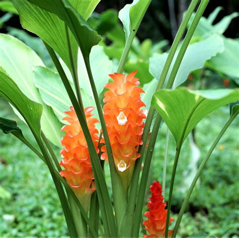 Curcuma Roscoeana | Pride of Burma Bulbs – Easy To Grow Bulbs