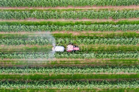 山东广饶：现代种植园里夏季管理忙 人民图片网