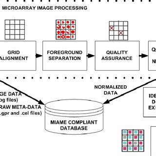 Microarray Data Processing Workflow The Diagram Stresses The Download Scientific Diagram