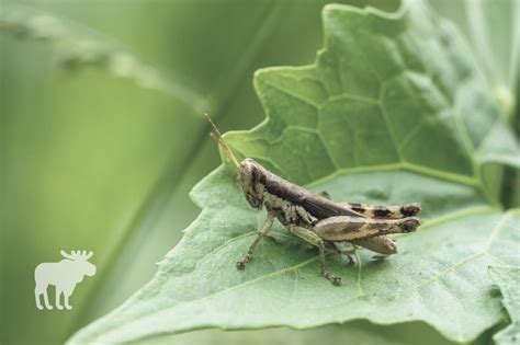 Grasshopper Key Facts — Forest Wildlife