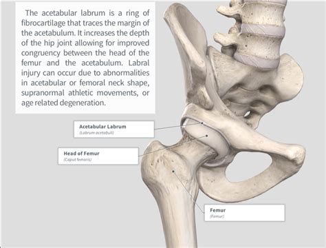 Acetabular Labrum