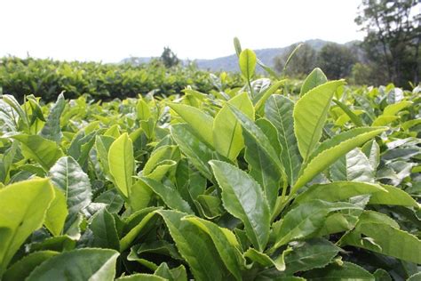 How To Grow Green Tea Seeds at Anita Garrison blog