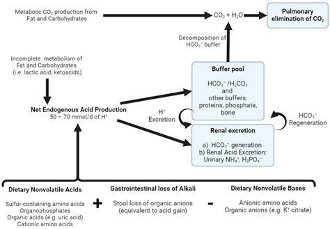 Normal Renal Handling Of Phosphate And Calcium Left Phosphate