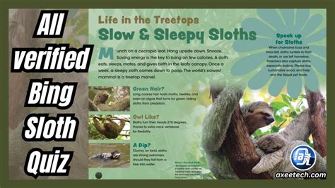 Bing Sloth Quiz 2026 Verified Answers Sloth Species Guide And