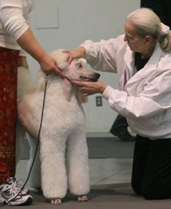 Большой пудель-1 - Standard poodle-1