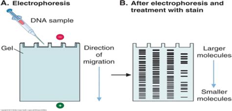 Final Lab Exam Flashcards Quizlet