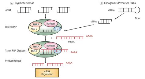 Functional Genomics Fragile X Syndrome And RNA Interference Congenital Defects JAMA
