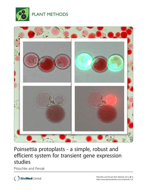 Pdf Poinsettia Protoplasts—a Simple Robust And Efficient System For Transient Gene Expression