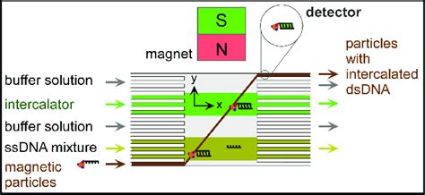 Principle Of Our Multi Step Processing System Shown For DNA Download Scientific Diagram