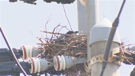 解説カラスの巣が停電の原因にも 2022年は香川で約7800個撤去 対策は YouTube