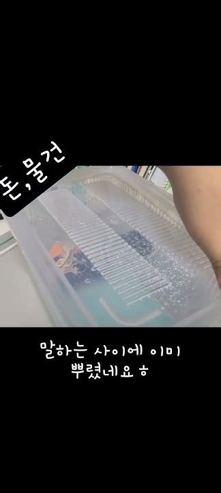 크롱이와 우유의 근황1 Youtube