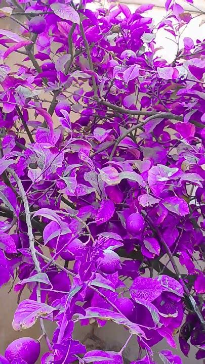 شجر بلون البنفسجي Youtube