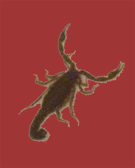 The Scorpion Slayer Lori Duff Writes