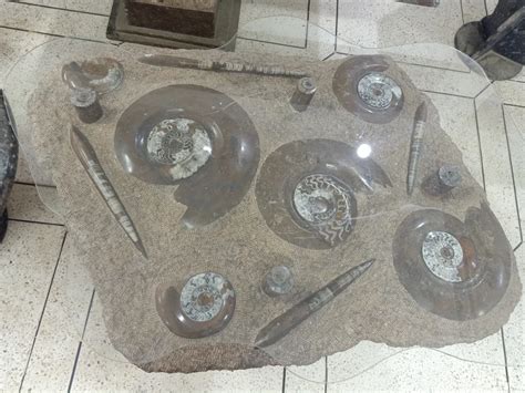 Gallery Morocco Fossils