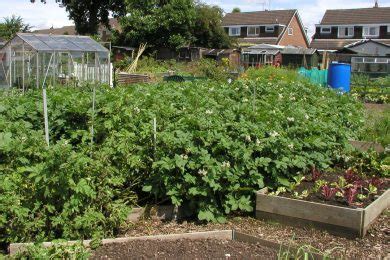 Potato Blight Causes Identification Treatment Potato Blight
