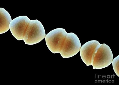 Enterococcus Faecalis 10 Greeting Card By Science Photo Library