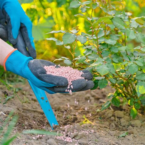 📌Фосфор контролює обмінні процеси у рослин є джерелом енергії Нестачу фосфору характеризують