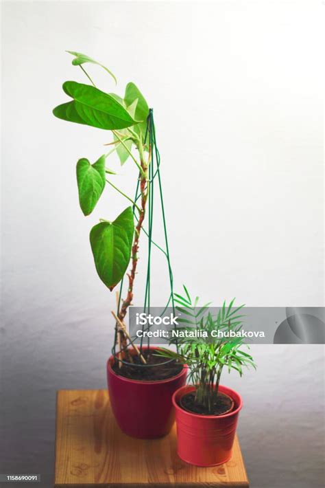 하우스 플랜트 안투리움 안드레 필로덴드론 종 아코디언 은 분홍색 보라색 꽃 냄비에 회색 벽에 태양 광선에 빛나는 큰 녹색 잎 집에서 유기농 식물성 꽃 새싹 0명에 대한 스톡