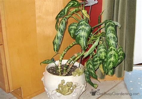 Dieffenbachia Plant Care Guide How To Grow Dumb Cane Get Busy Gardening