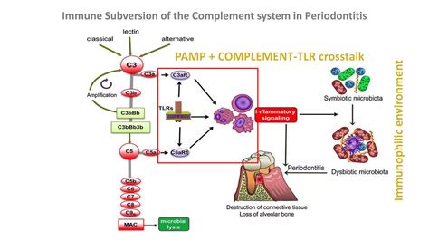 Complement System And Periodontitis Pptx Blood Disorders Diseases
