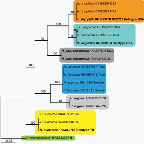 Phylogenetic Tree Generated From Combined Its And 28s Dataset Using Ml