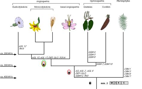 Simple Angiosperm Phylogeny