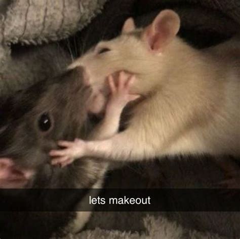 Funny Rat Meme Pic Dump Part 1 Rrats