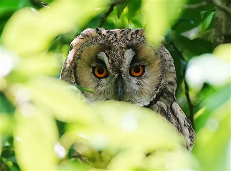 トラフズクの幼鳥成鳥 tenmokusan555の日記 祖新六四の花鳥風月