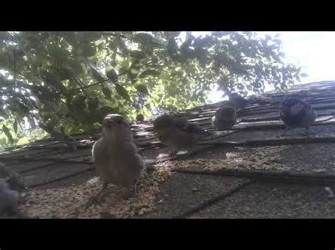 Github Jameszah Esp Cam Video Recorder Junior Simple Fast Version Of Esp Cam Video Recorder