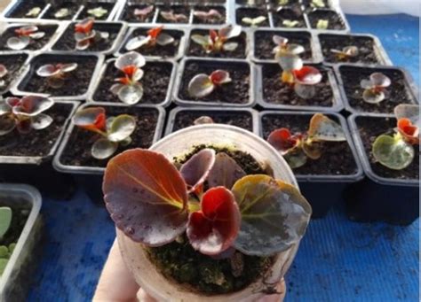 Бегония из семян в домашних условиях – посадка на рассаду пошагово с ...