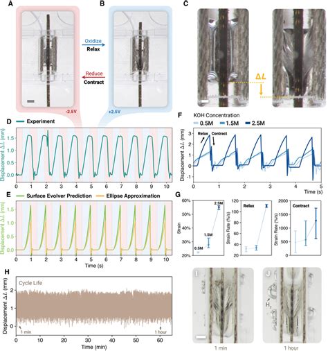 Single‐cell Operations Of The Muscle‐inspired Liquid Metal Actuator A
