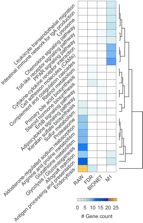 figure s1 summary of functional enrichment analysis heatmap