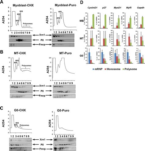 Polysome Profiles Of Proliferating Quiescent And Differentiated Download Scientific Diagram