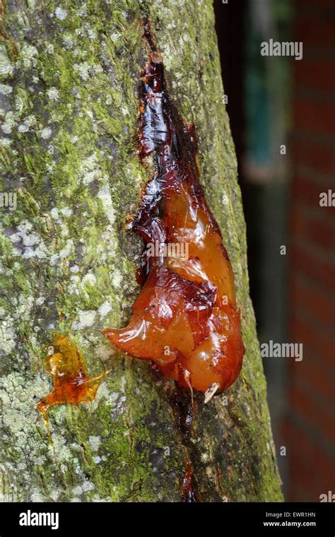 Why Does A Tree Leak Sap At Krista Guerrero Blog