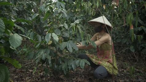 Coffee Plantation Woman In Vietnamese Hat And Face Mask Collects