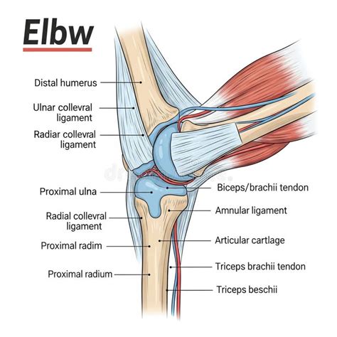 Illustration Of The Human Elbow Joint Highlighting Key Anatomical Stock